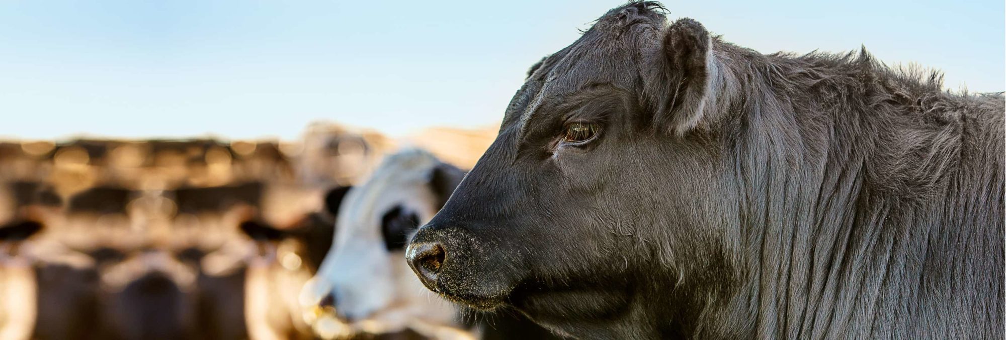 Product Lines | Kent Feeds - Blue Seal