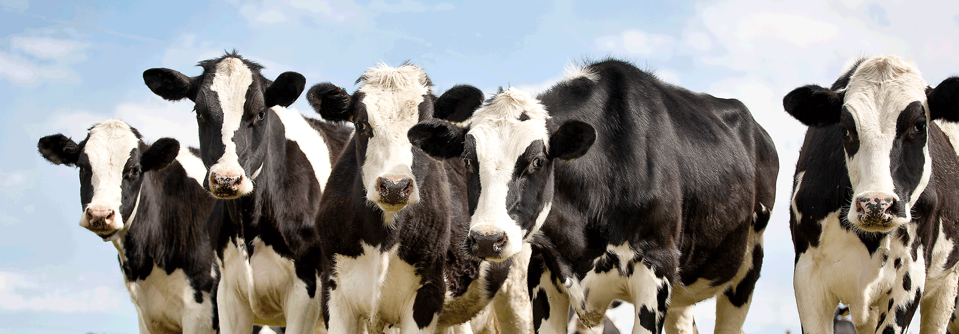 Dairy | Kent Feeds - Blue Seal