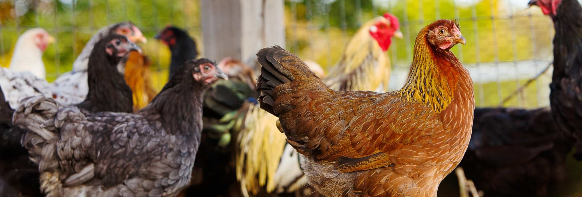 Layer Chicken Feed: Support Egg Production | Kent Feeds - Blue Seal