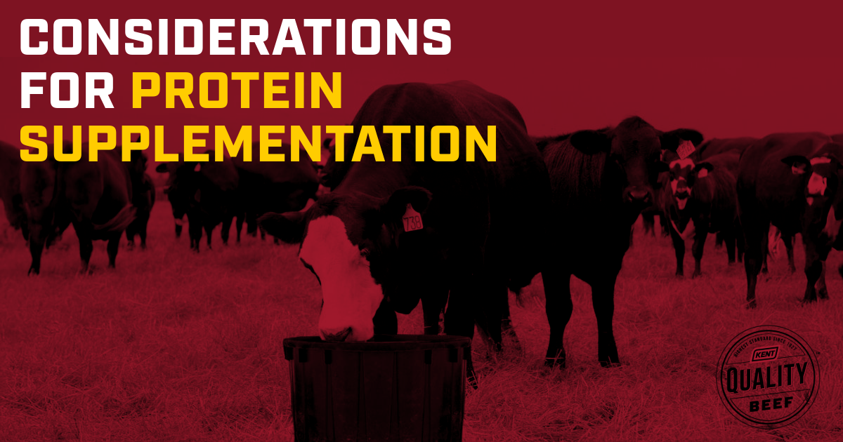 Considerations for Protein Supplementation | KENT Nutrition
