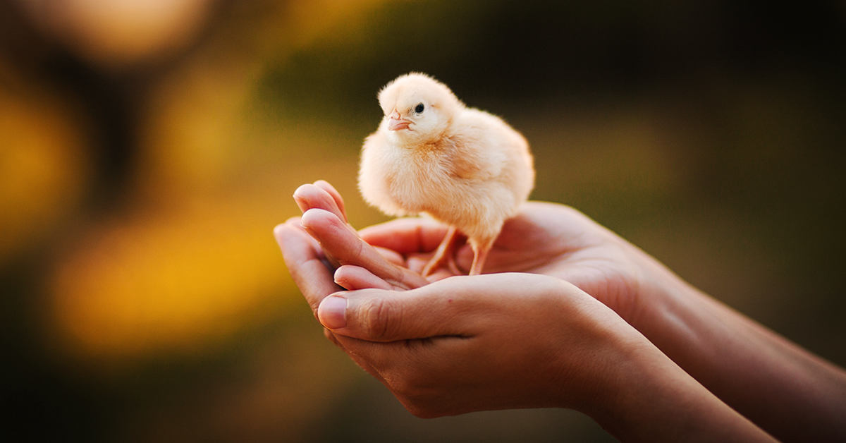How to Pick the Best Baby Chicks | KENT Nutrition