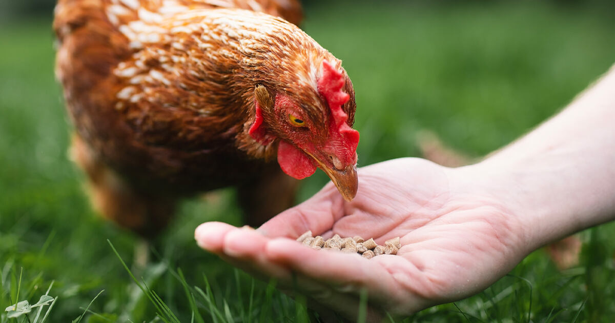 The Benefits of Omega in Chicken Feed | Kent Feeds - Blue Seal