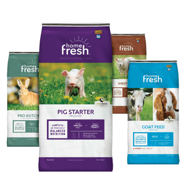 Animal Feeds & Supplements for Quality Nutrition | Kent Feeds - Blue Seal