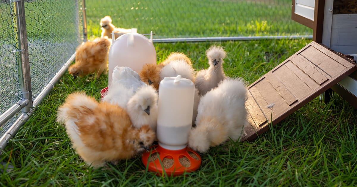 Amprolium for Chickens: Treating and Preventing Coccidiosis | Kent Feeds - Blue Seal
