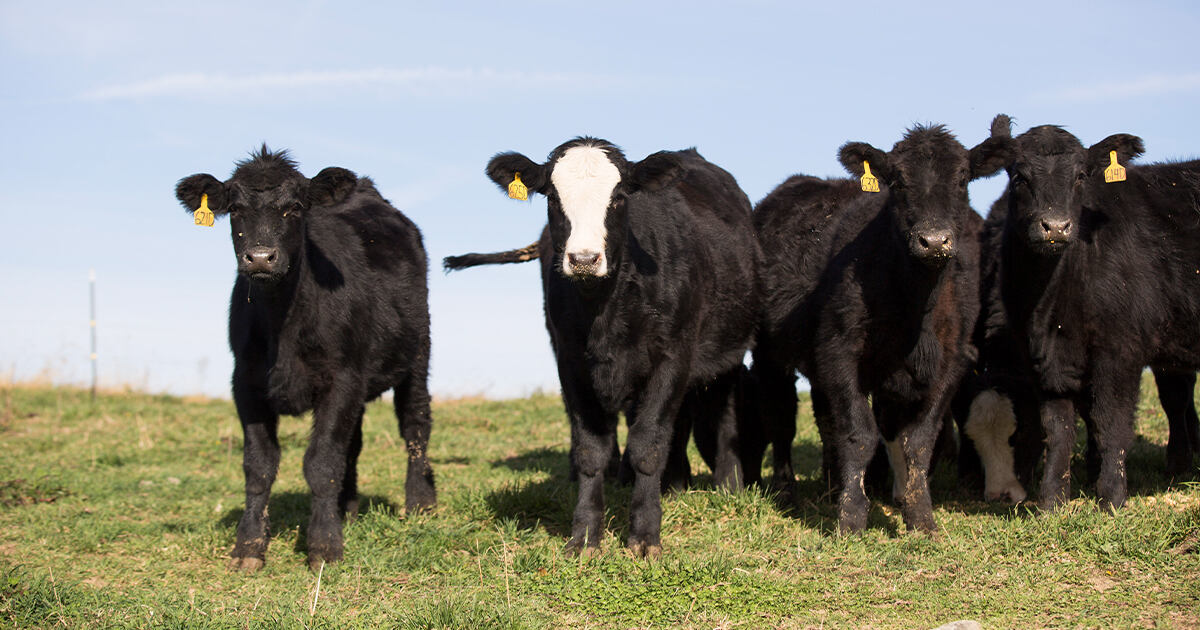 Benefits of Bovine Plasma in Calf Milk Replacers | KENT Nutrition