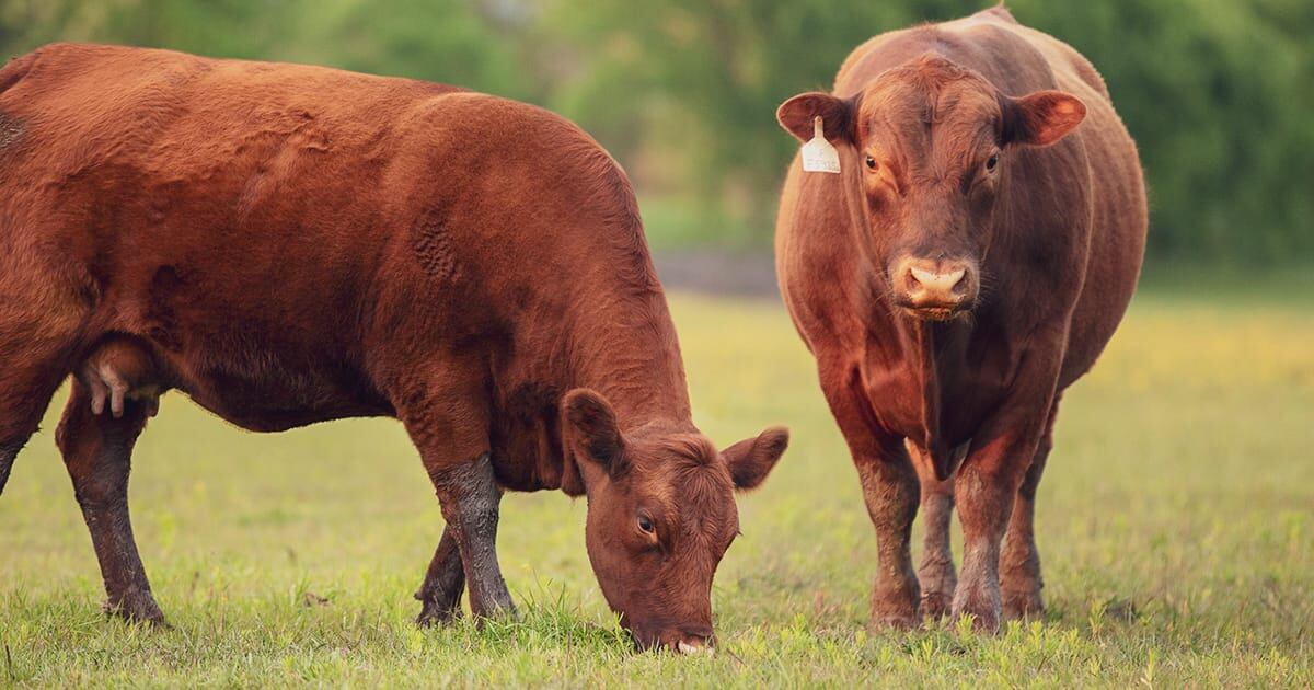 Prevent Hoof Rot and Transform Hoof Health in Beef Cows | Kent Feeds ...