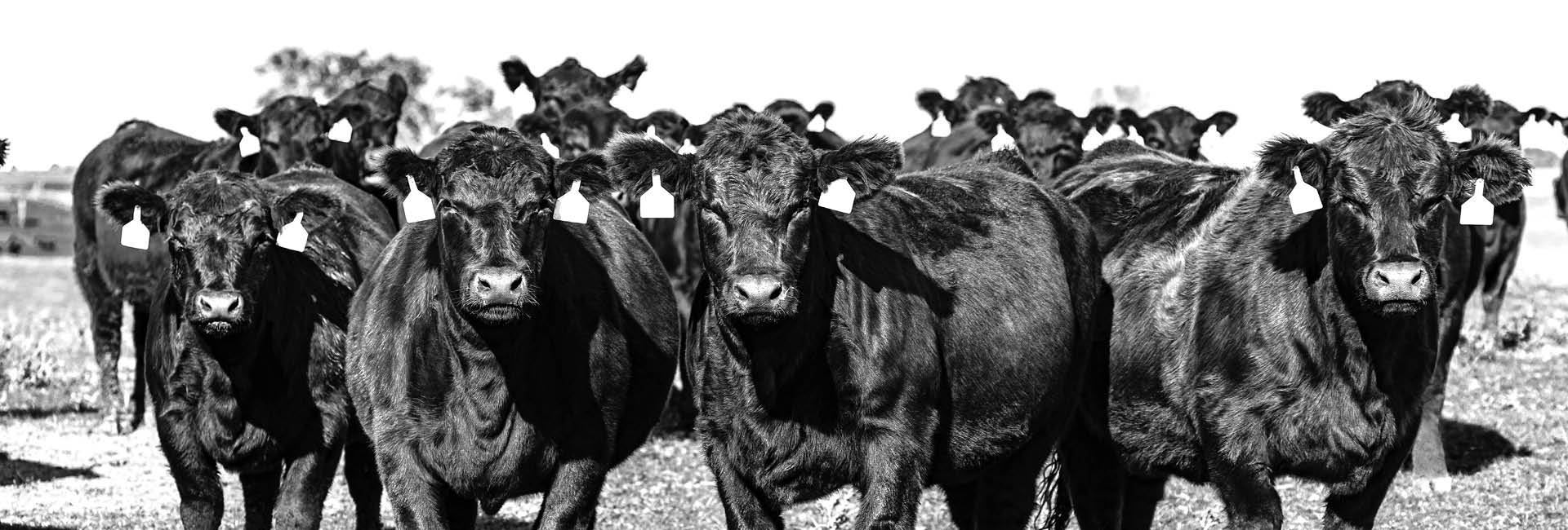 Beef Cattle Feed | Kent Feeds - Blue Seal