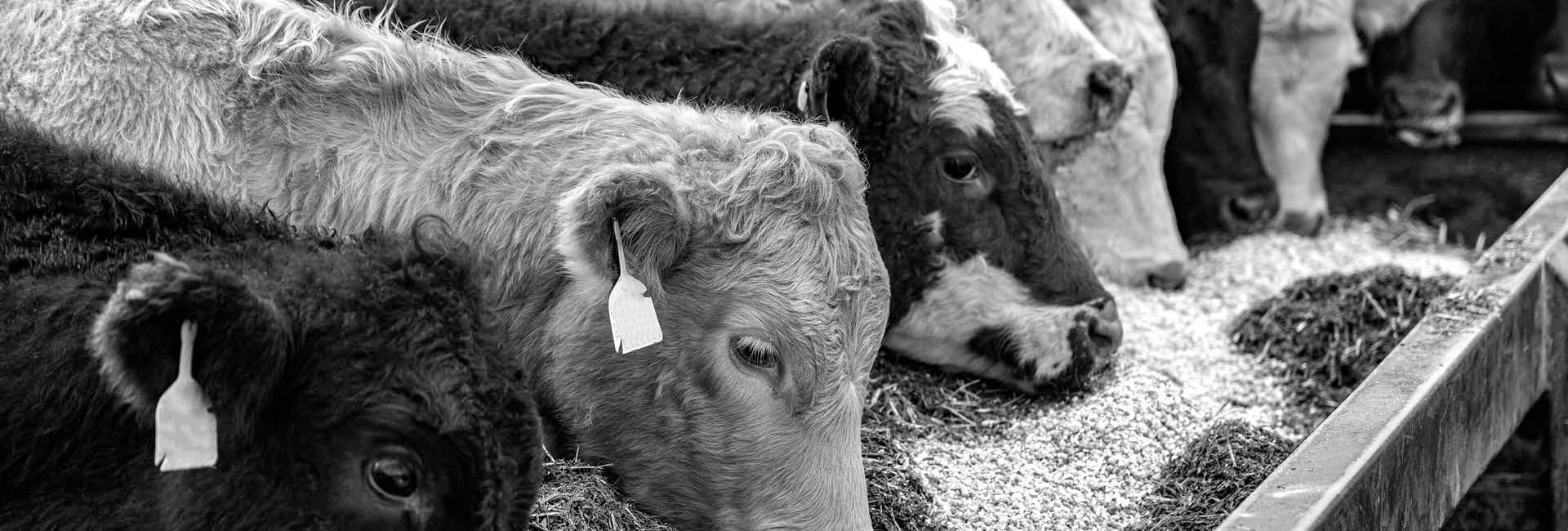 Backgrounder Cattle Feed | Kent Feeds - Blue Seal