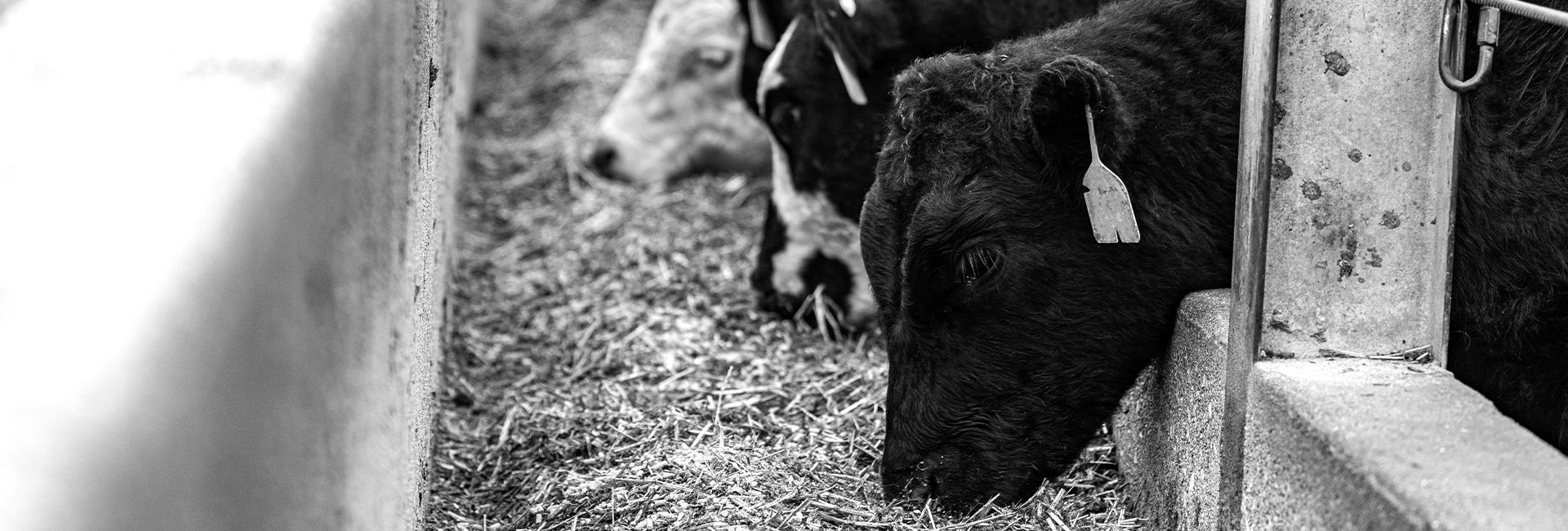 Cattle Supplement | Baby Beef | Kent Feeds - Blue Seal