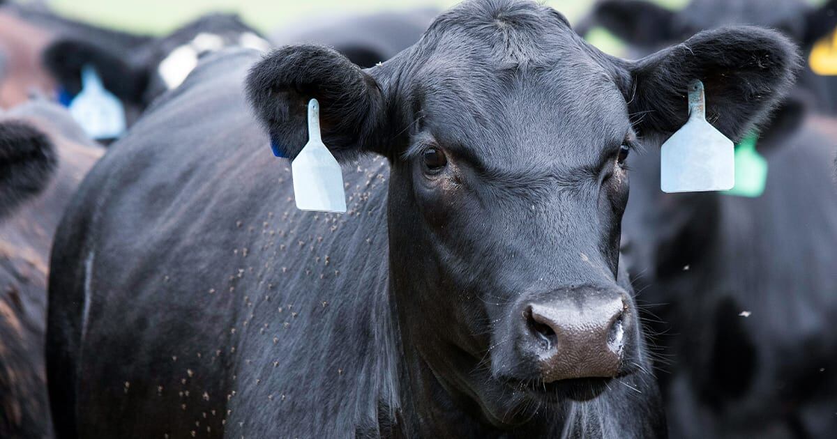 Late-Season Fly Control and Prevention for Cattle: Finish Strong and ...