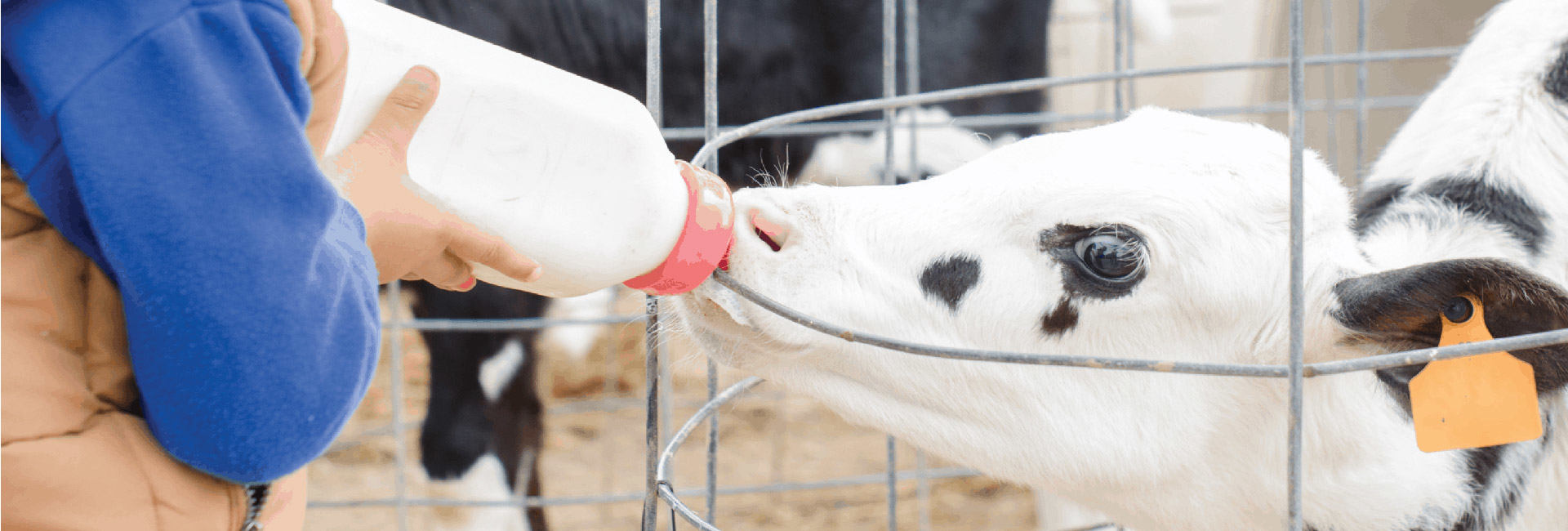 Calf Milk Replacers | KENT Nutrition