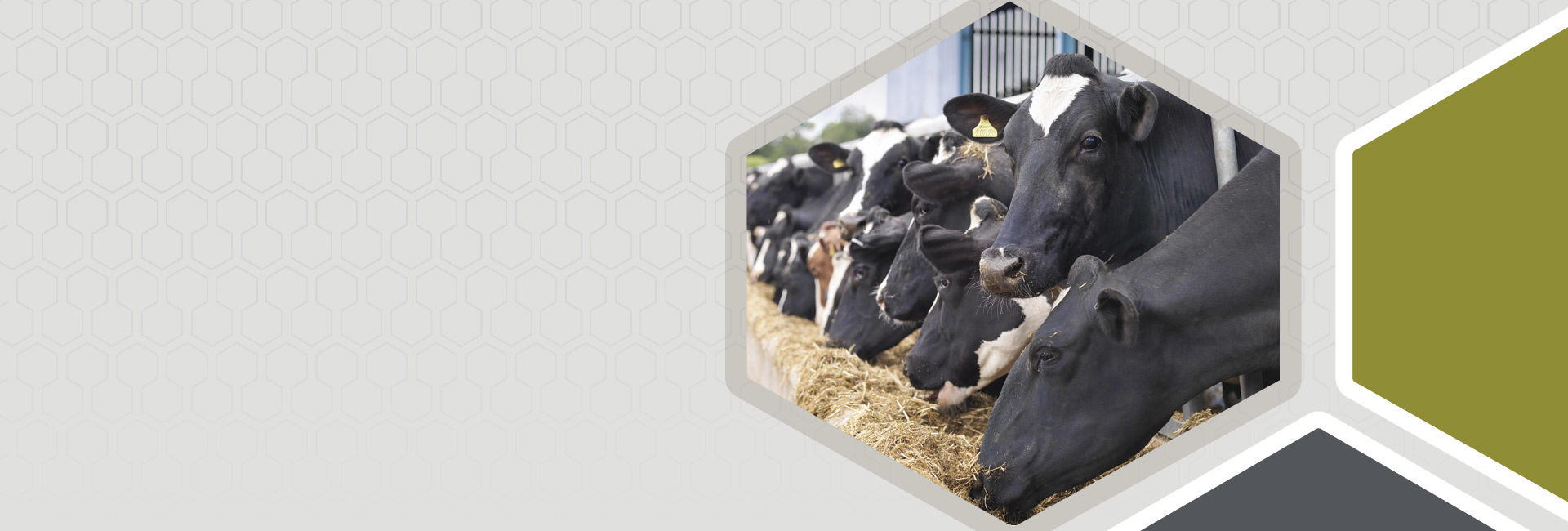 NutriVantage for Dairy | Kent Feeds - Blue Seal
