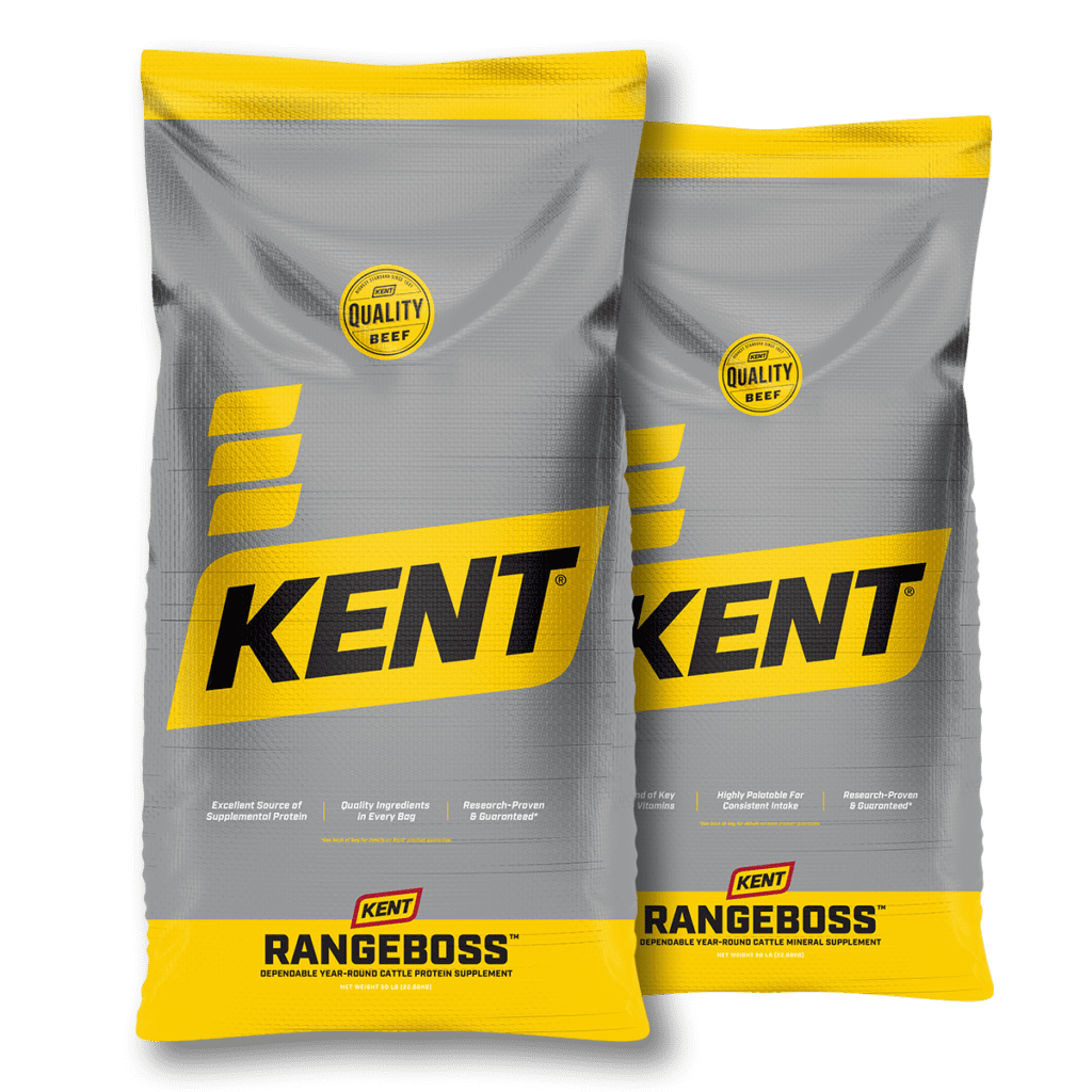 Cattle Supplements | RangeBoss | Kent Feeds - Blue Seal