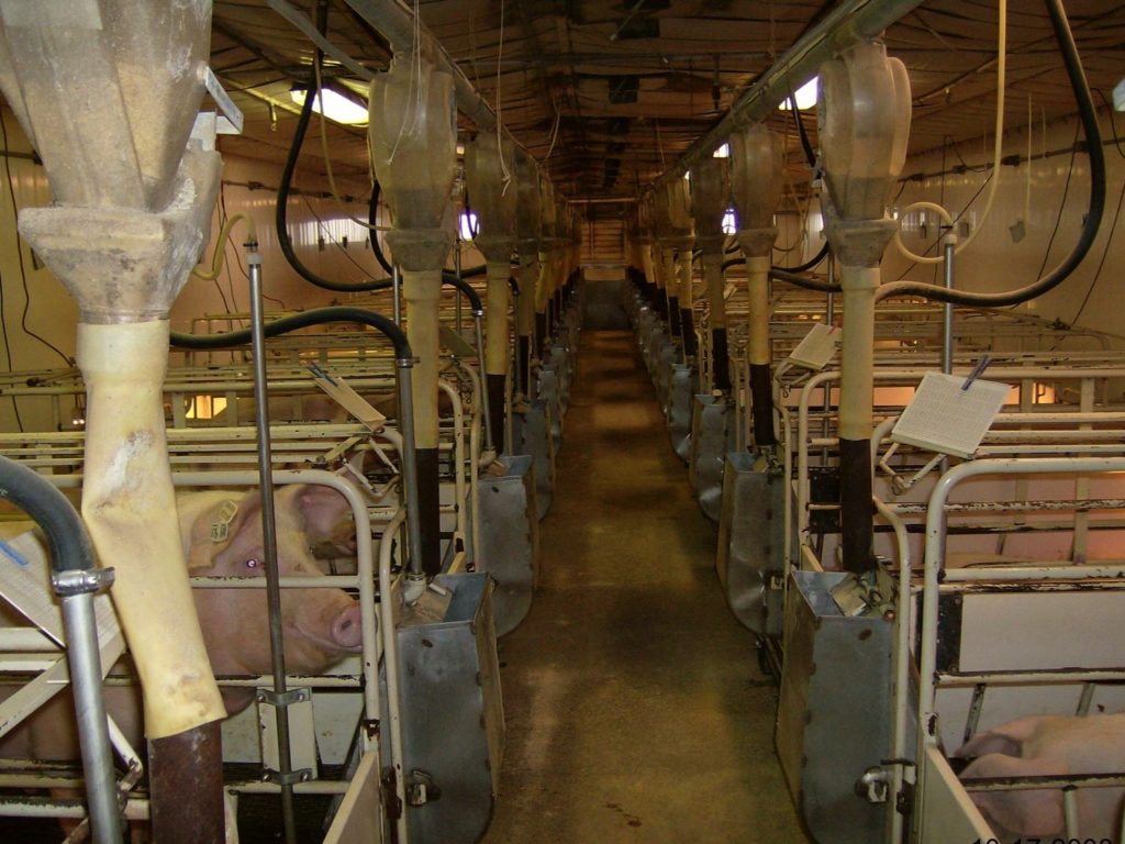 Use of NutriVantage® Technology in Reproductive Swine | Kent