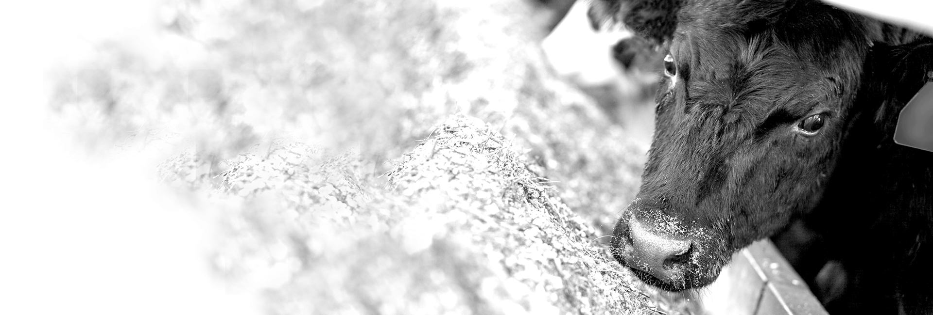 Beef Cattle • Grower - Kent