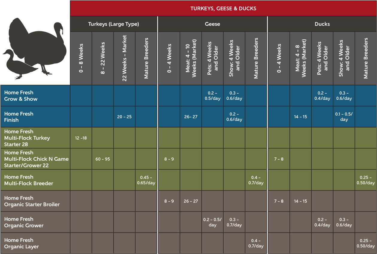 Home Fresh Chicken & Poultry Feeds - Kent