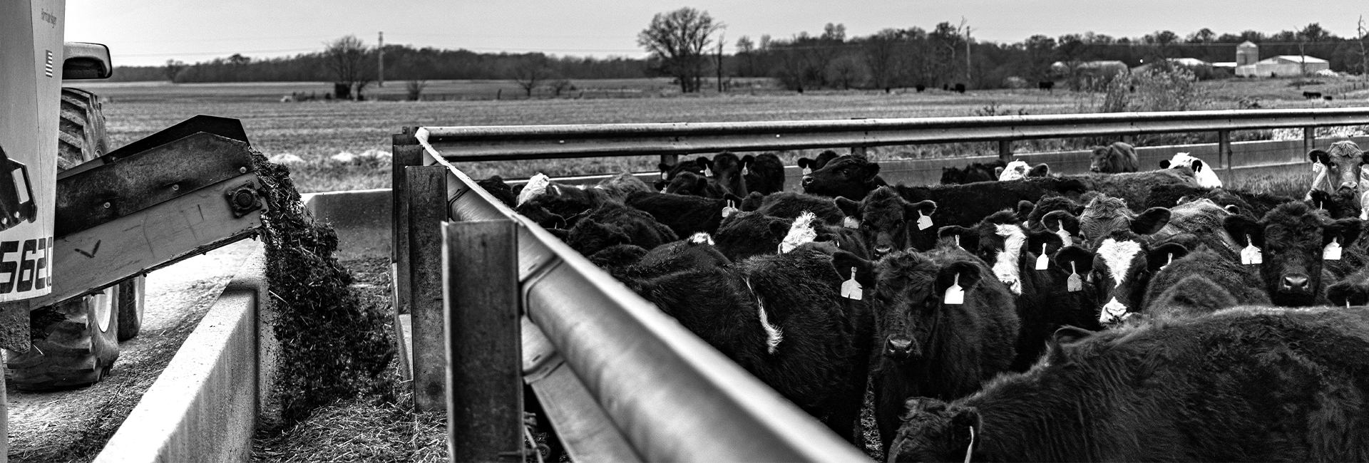 Beef Cattle • Finisher - Kent