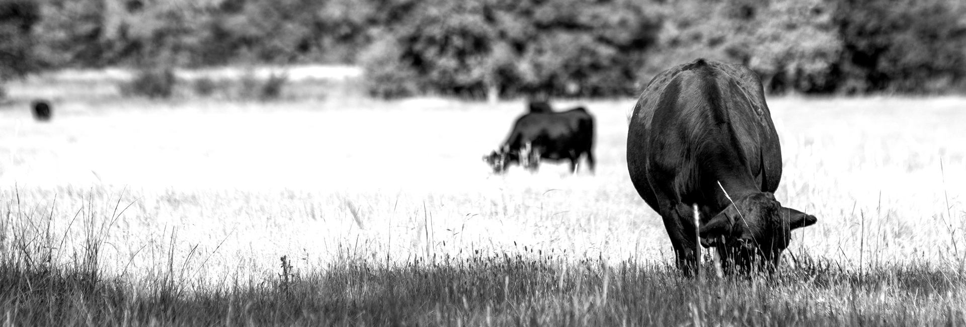 RangeBoss™ Cattle Feed and Supplements - Kent Feeds